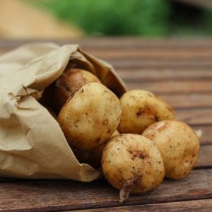 How To Grow Potatoes - Agriculture In Zambia