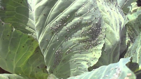 Managing Cabbage Pests And Diseases - Agriculture In Zambia