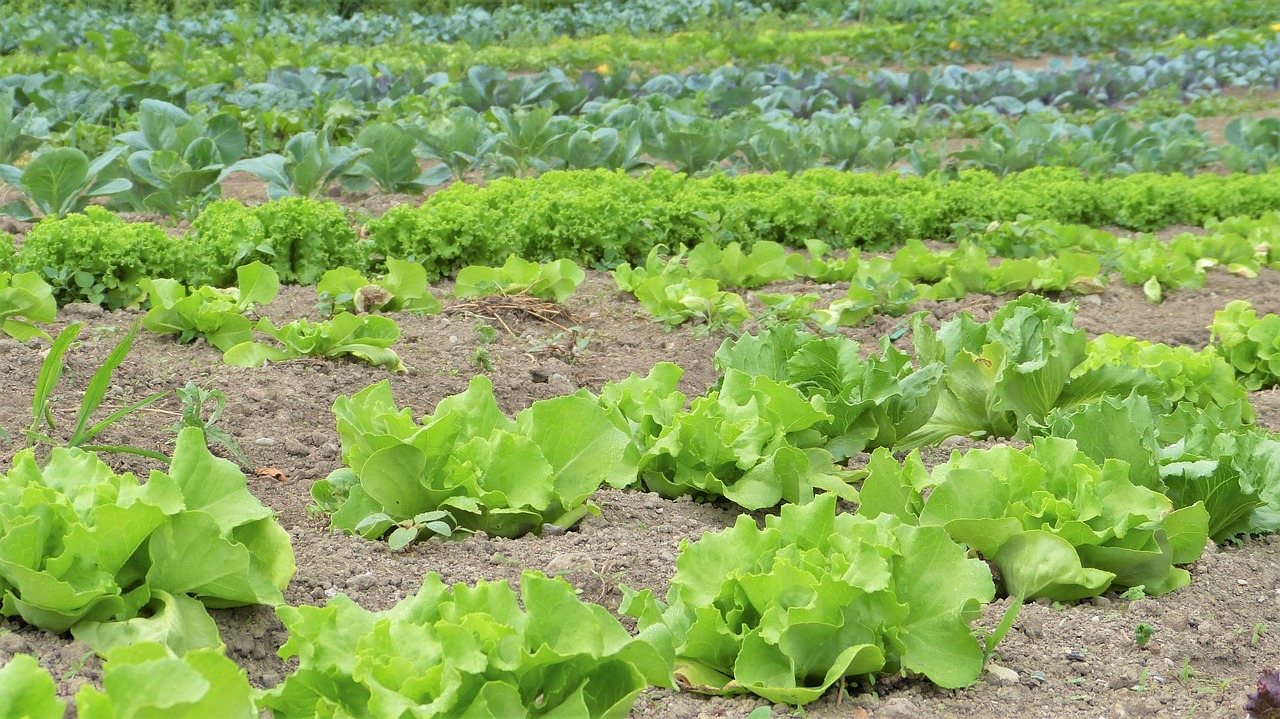 What Is Crop Rotation And Why Is It Important - Agriculture In Zambia